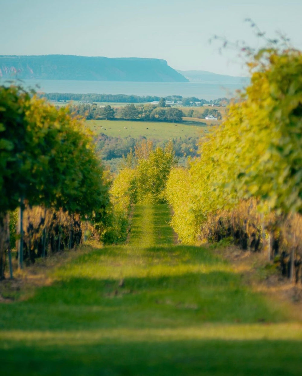 Luckett Vineyards - Wines of Gaspereau Valley, Nova Scotia